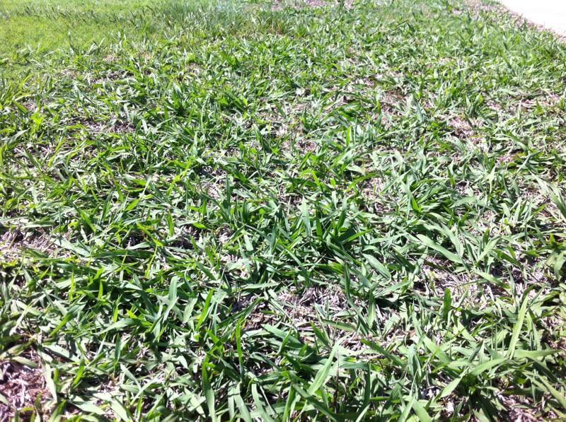 Weed Identification Part 1: Common Lawn Weeds