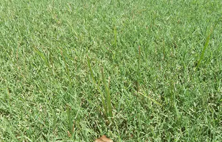 Weed Identification Part 3: Complete Your Weed Knowledge